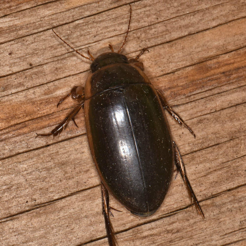 Understriped Diving Beetle from Manitoulin District, ON, Canada HAL FC ...