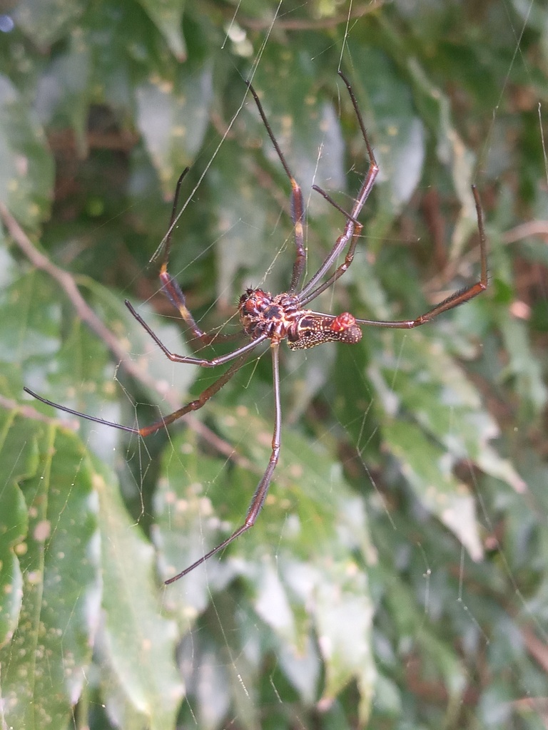 Golden Silk Spider from Monte Mor, SP, 13190-000, Brasil on March 23 ...