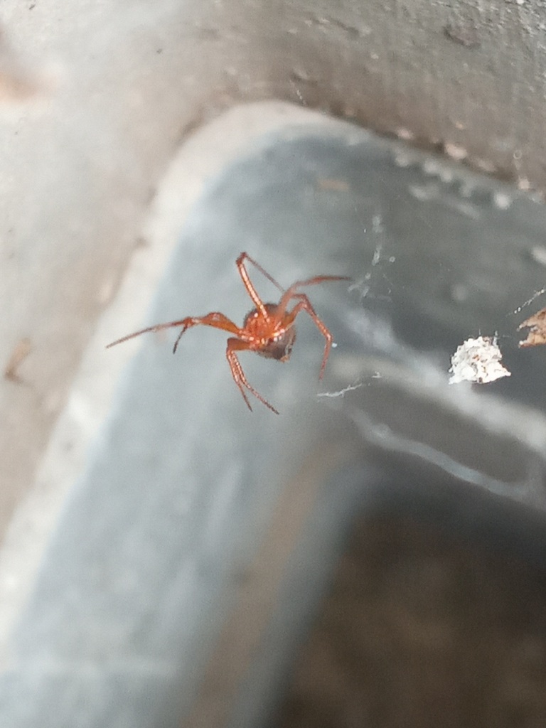 Red House Spider from Sumaré, SP, Brasil on November 13, 2021 at 10:27 ...