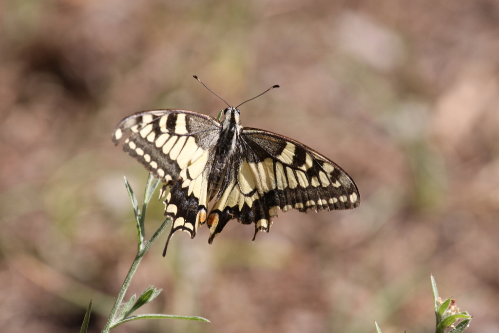 Old World Swallowtail from San Marino on July 11, 2010 at 03:16 PM by ...