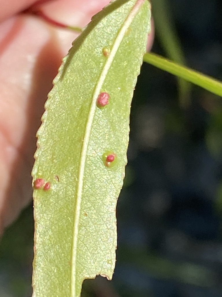 Willow Bead Gall Mite from Along Limestone Creek, Greenbrier Pkwy ...