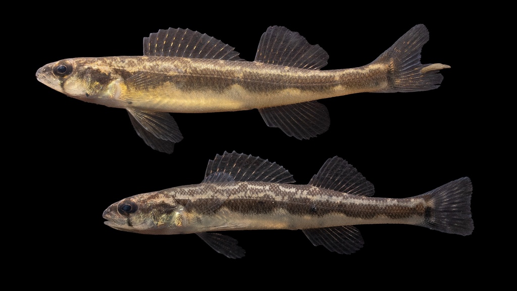 Blackside Darter (Fish of the great lakes watershed) · iNaturalist