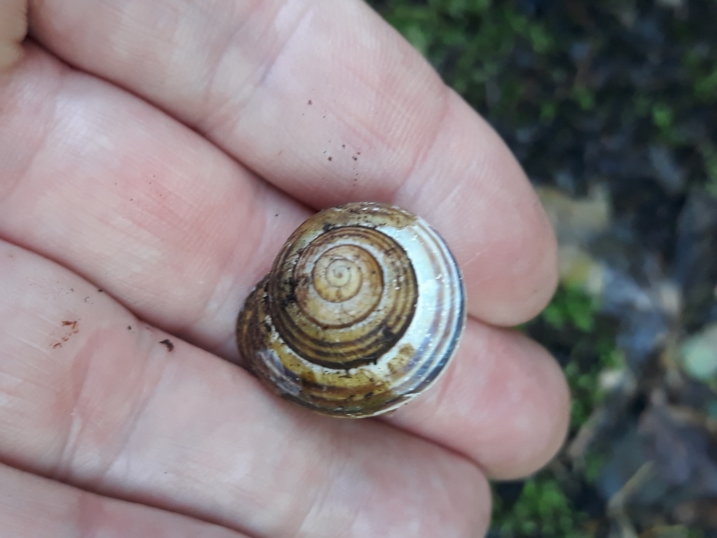 Brown-lipped Snail from Longlaville, France on October 06, 2022 at 03: ...