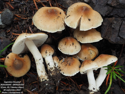 Inocybe posterula · iNaturalist United Kingdom