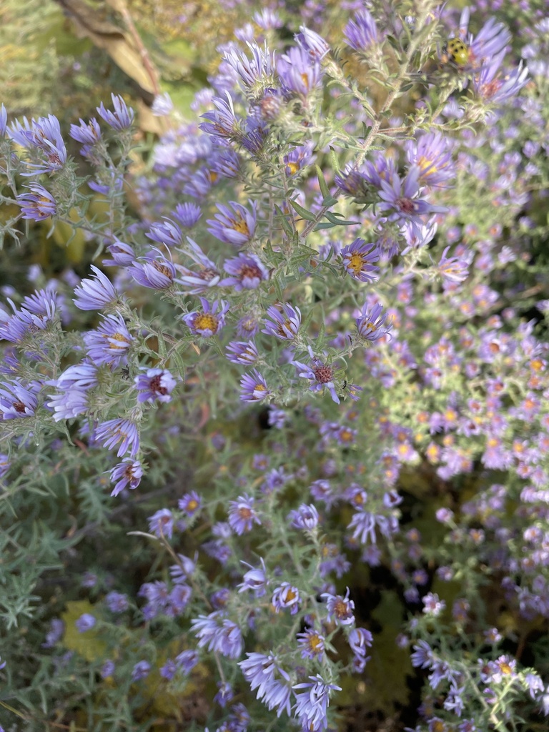 Amethyst Aster in October 2022 by lindsayloops · iNaturalist