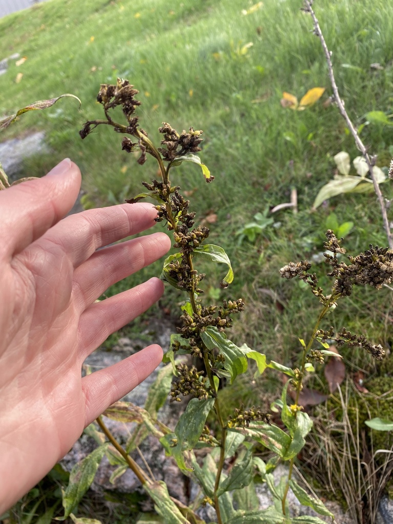 early goldenrod in September 2022 by cperkin · iNaturalist