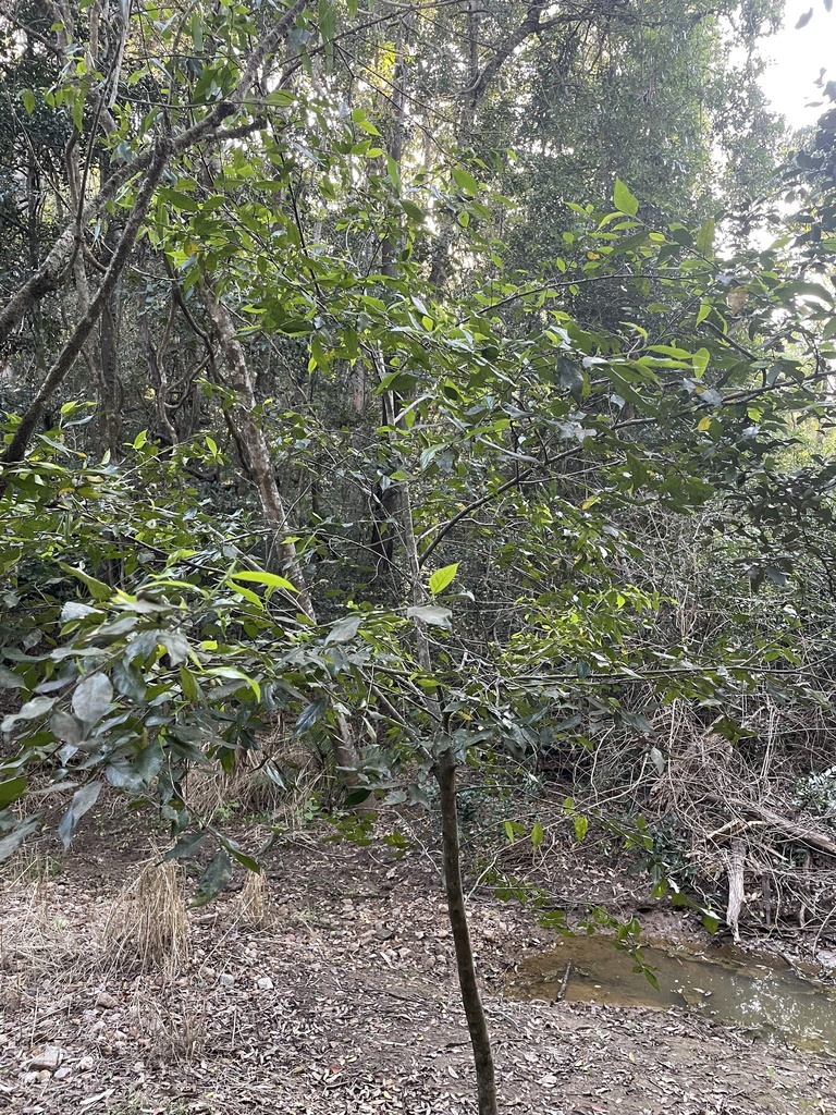whalebone tree from Sharon, QLD, AU on October 7, 2022 at 04:22 PM by ...