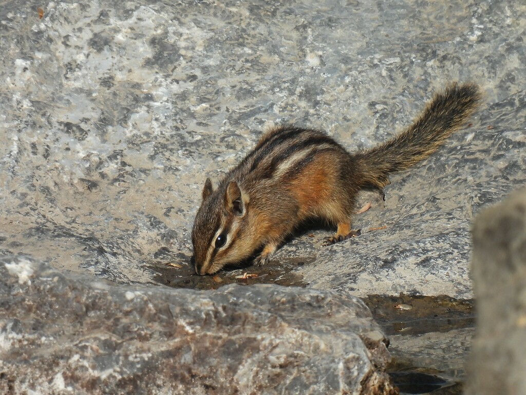 Yellow-pine Chipmunk from Kananaskis, AB T0L, Canada on October 05 ...