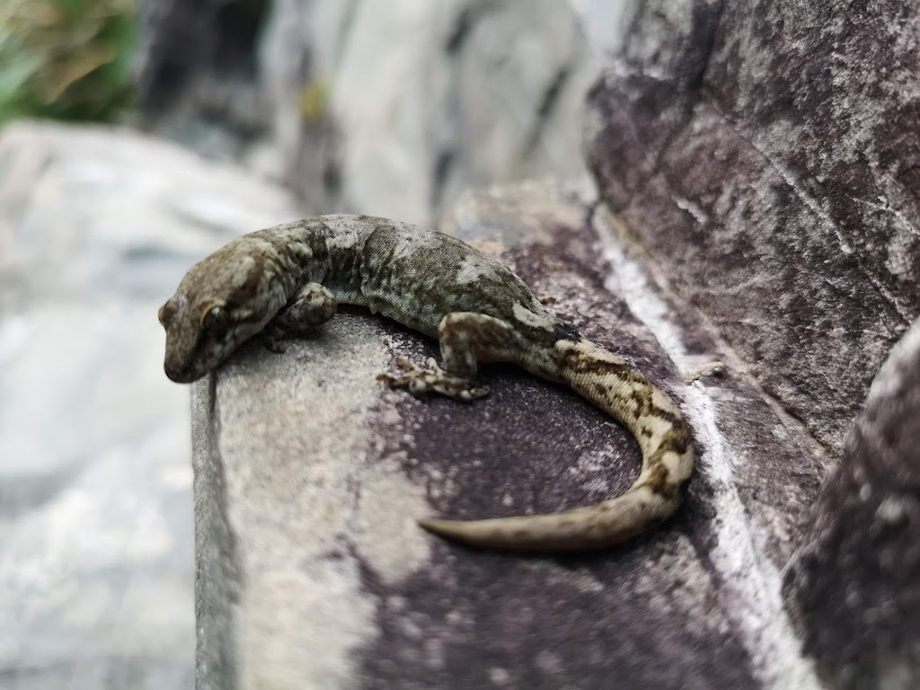Minimac Gecko in June 2018 by Joel Knight. Woodworthia 'Marlborough ...