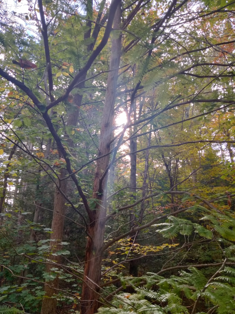 dawn redwood from Lee, NH 03824, USA on October 07, 2022 at 09:49 AM by ...