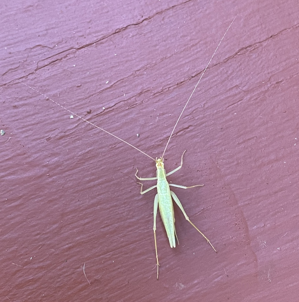 Common Tree Crickets from W Burma Rd, Bloomington, IN, US on October 7 ...