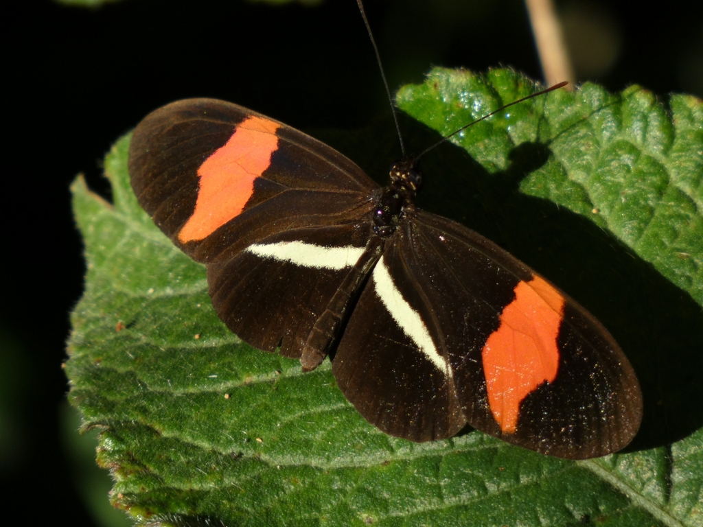 Red Postman from Los Laureles, Santa Bárbara, Santa Bárbara on October ...