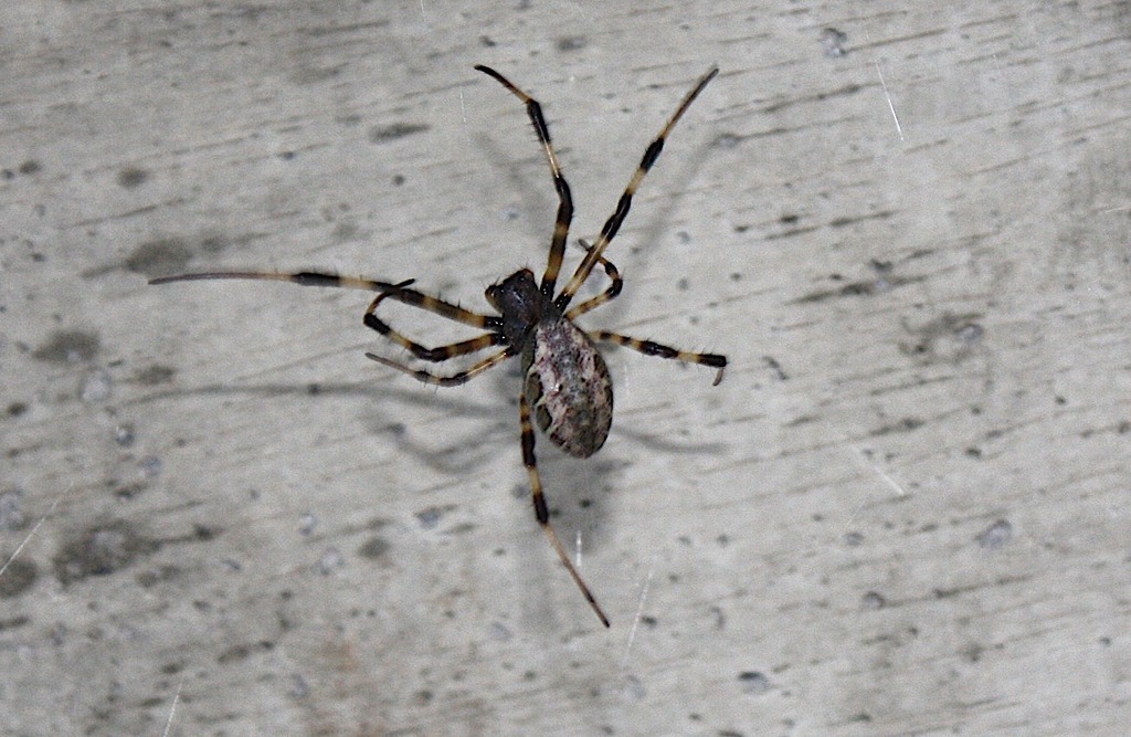 Asian Hermit Spider from Nord Toraja, Sulawesi du Sud, Indonésie on ...