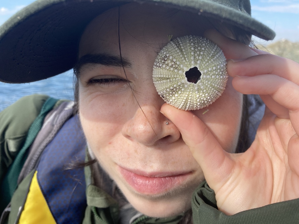 Arctic Green Sea Urchin from Boston Harbor Islands National Recreation ...