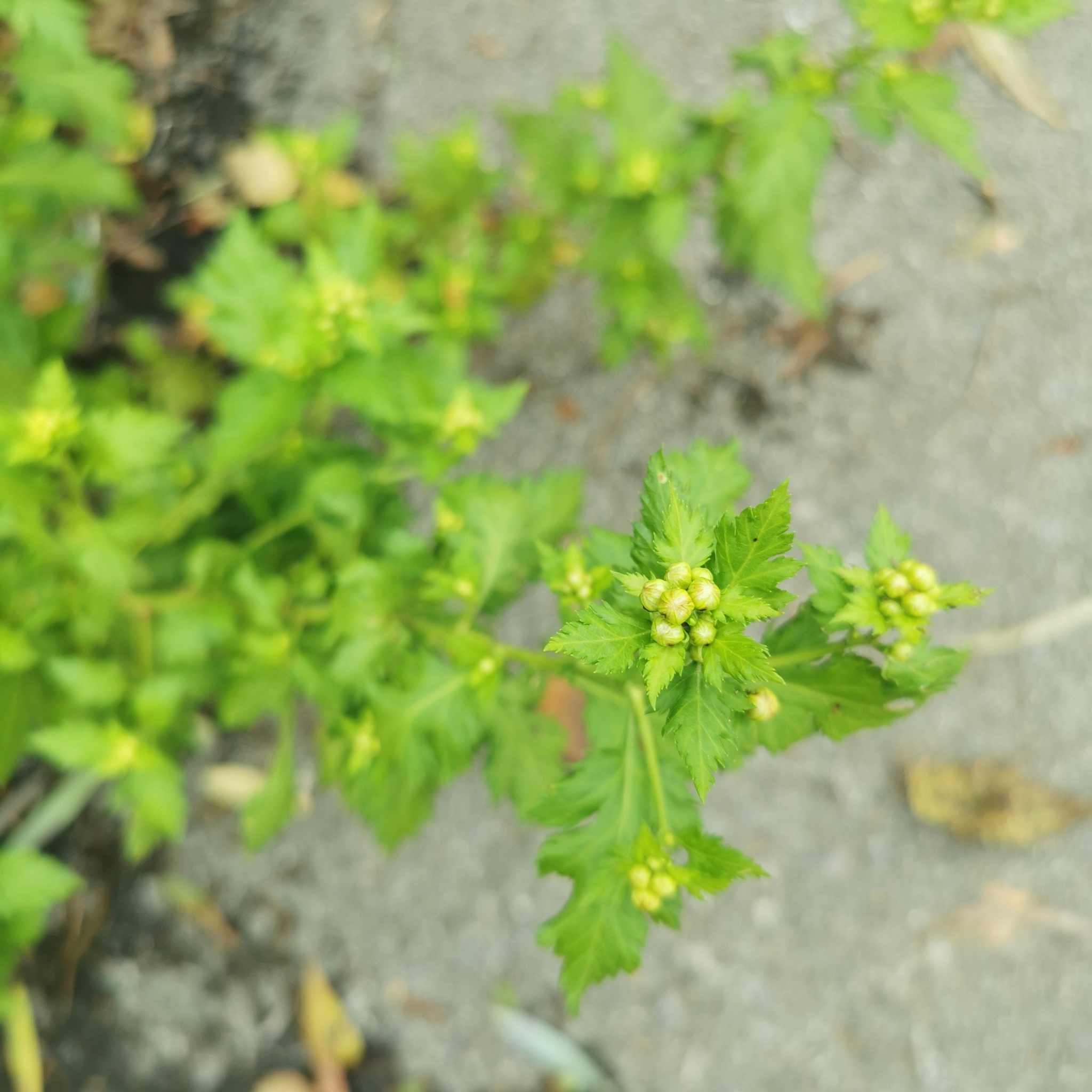 Chrysanthemum indicum L.