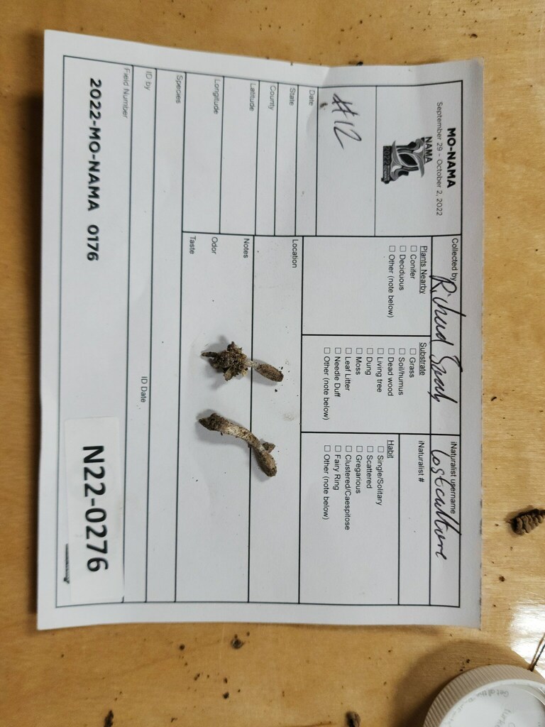hare's foot inkcap from Potosi, MO 63664, USA on October 01, 2022 at 07 ...