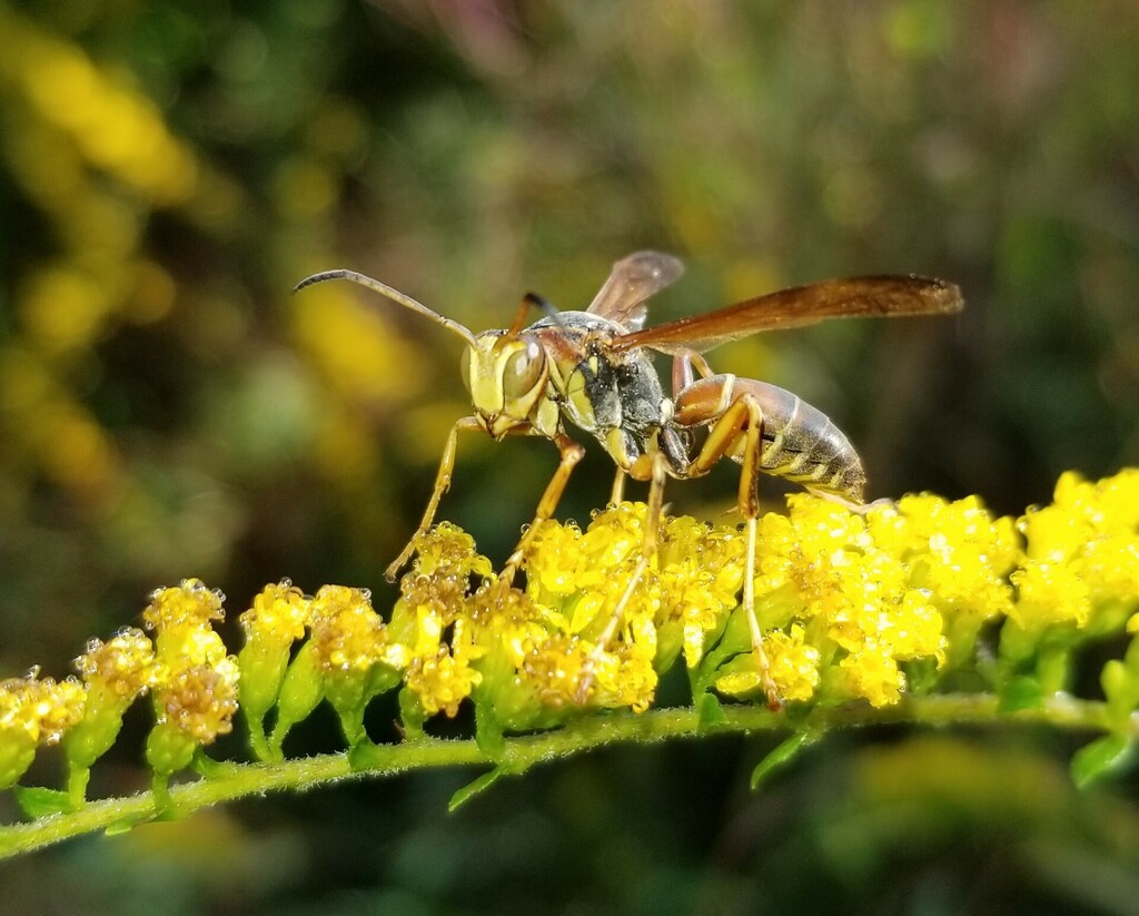 Dark Paper Wasp from Chester County, PA, USA on October 7, 2022 at 09: ...
