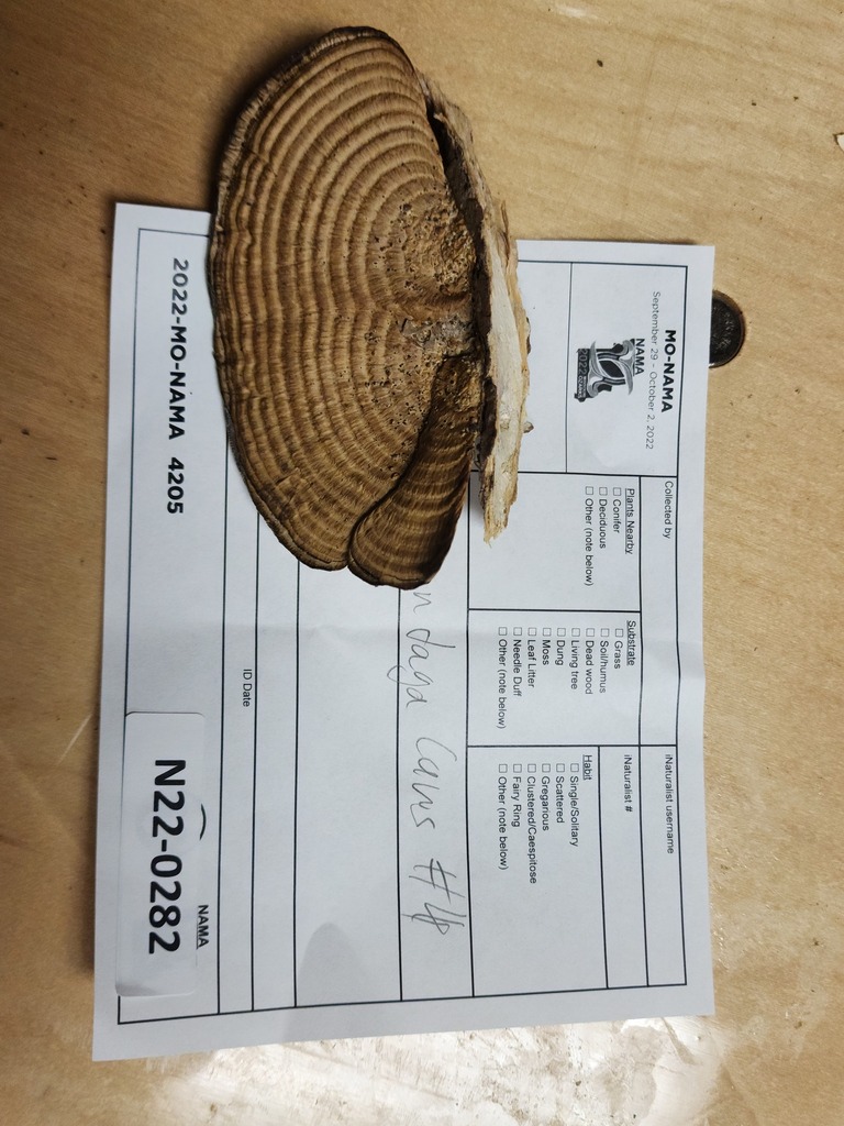 Thin-walled Maze Polypore from 7556 Missouri H, Leasburg, MO 65535, USA ...