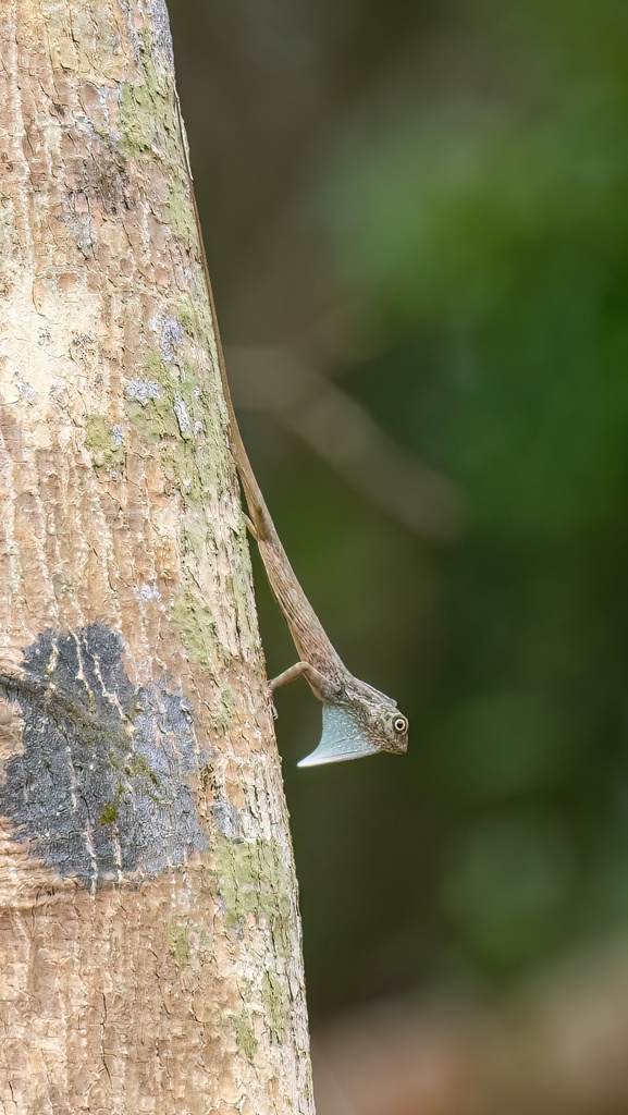 Philippine Flying Dragon from Dauin, Negros Oriental, Philippines on ...