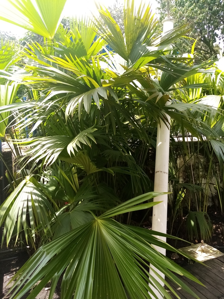 toquilla palm from La Aguacatala, Medellín, El Poblado, Medellin ...