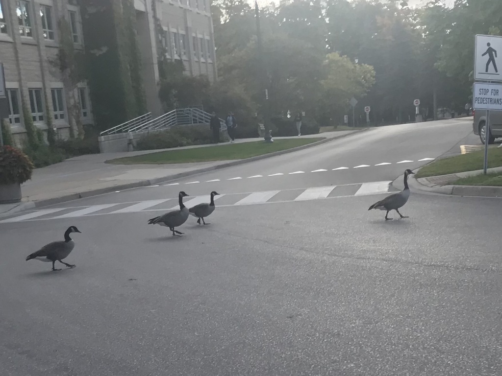 Canada Goose from Western University, London, ON, CA on October 07 ...