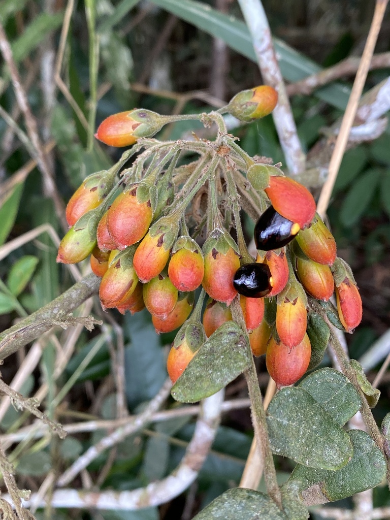 connarus family (Connaraceae) - Botanical Realm