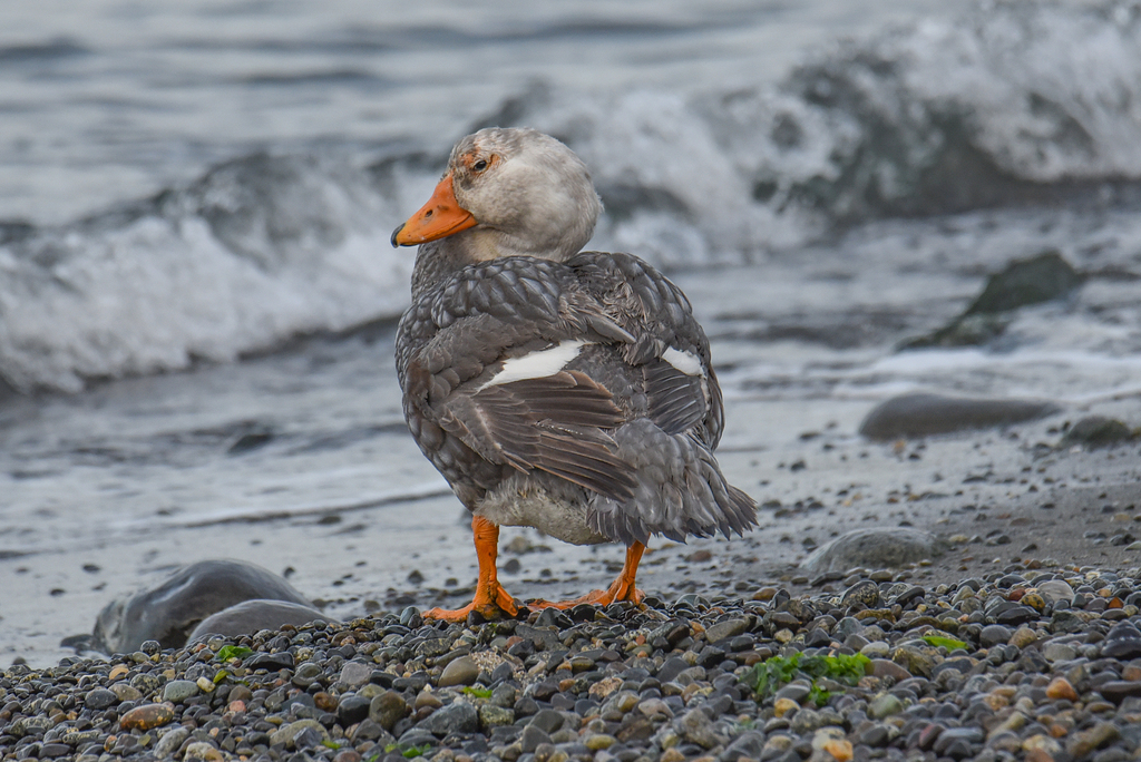 Flightless Steamer-Duck from Chacao, Ancud, Los Lagos, Chile on October ...