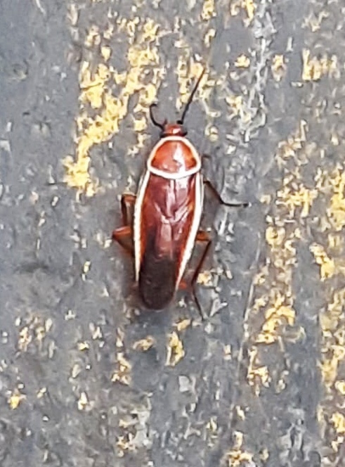Pale-bordered Field Cockroach from Las Huertas, Guadalupe, N.L., México ...
