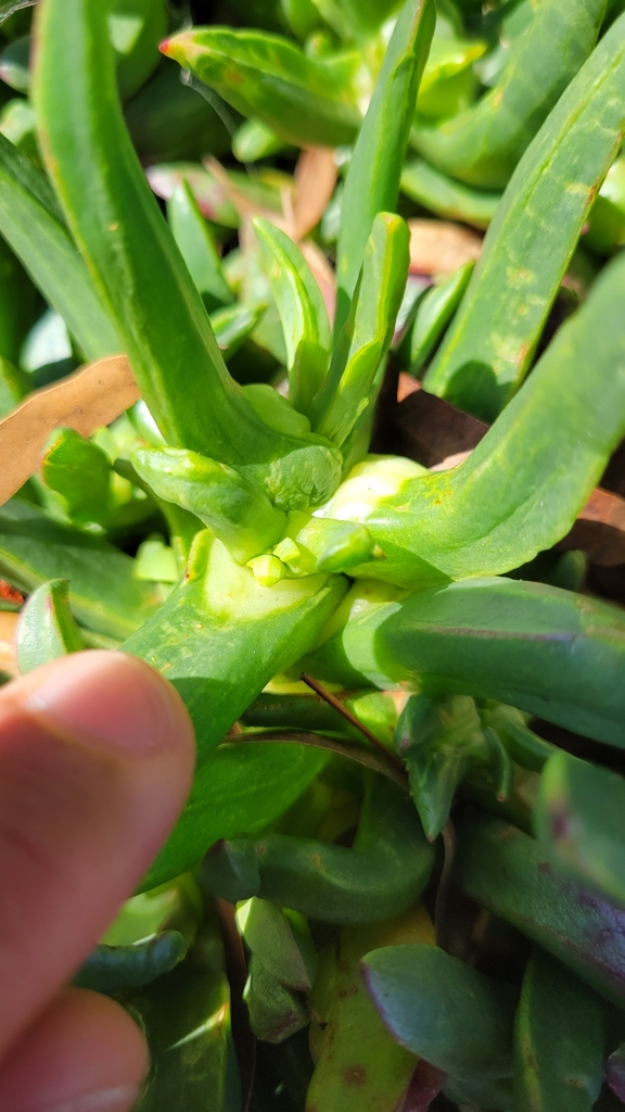 Life in October 2022 by yerbasanta. Monstrous growth. Unusual leaf form ...