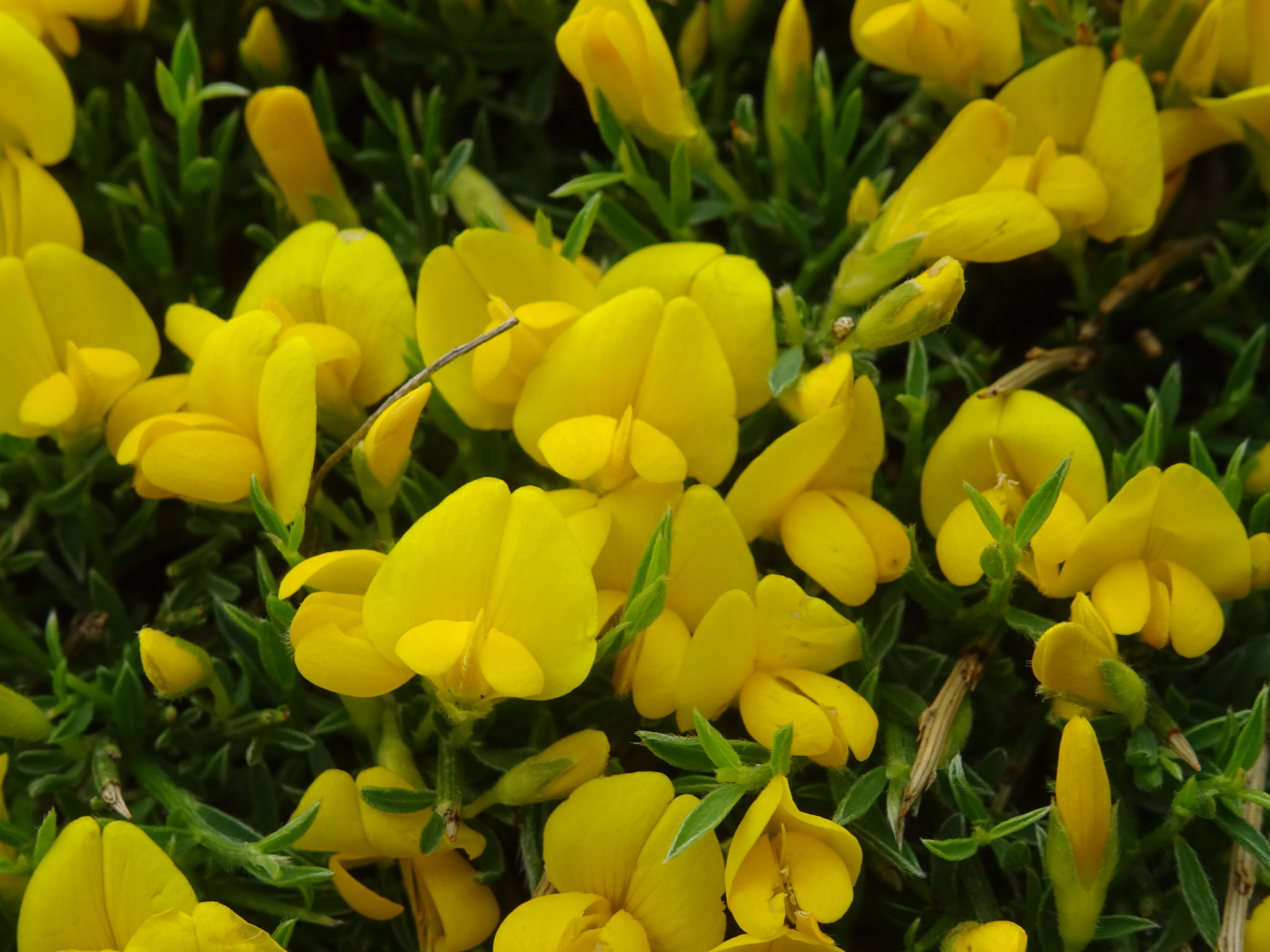 Genista legionensis (Pau) Laínz