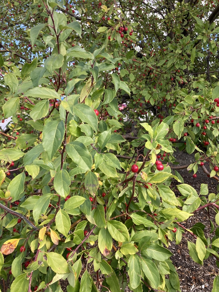 fire cherry from Veterans Ave, West Bend, WI, US on September 25, 2022 ...
