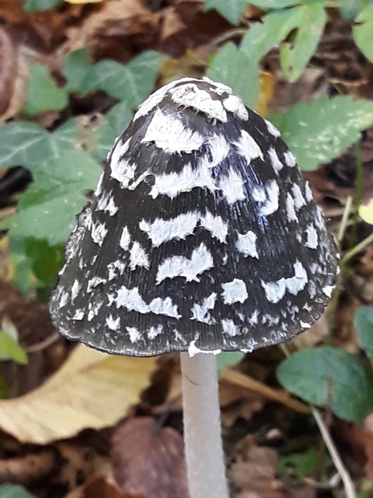 Magpie Inkcap from Longlaville, Elsa Triolet, 54810 Longlaville, France ...