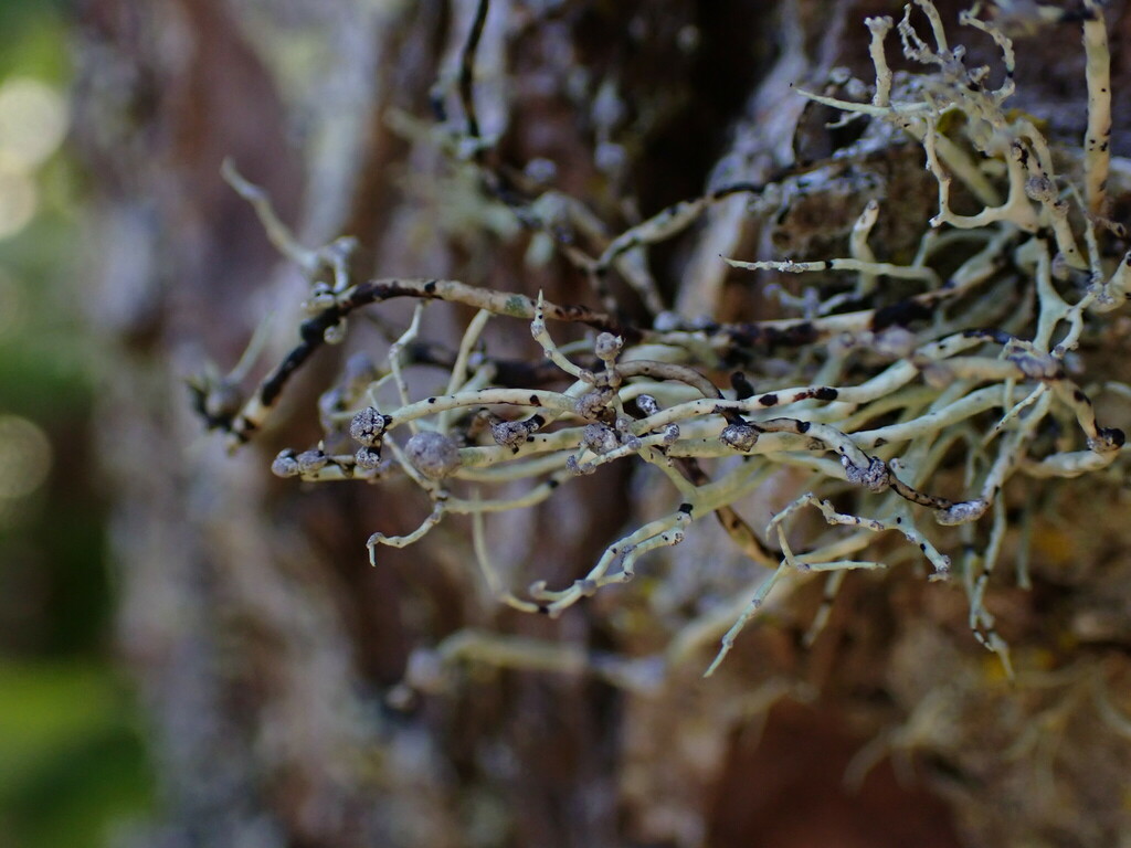 Powdery Sea-Fog Lichen from Hakai Lúxvbálís, Central Coast, British ...