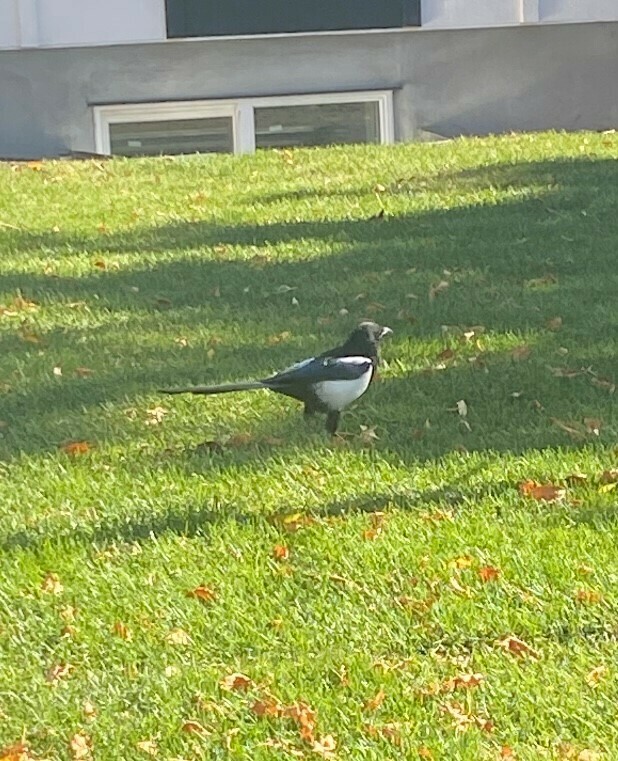 Black-billed Magpie from Southeast Calgary, Calgary, AB, Canada on ...
