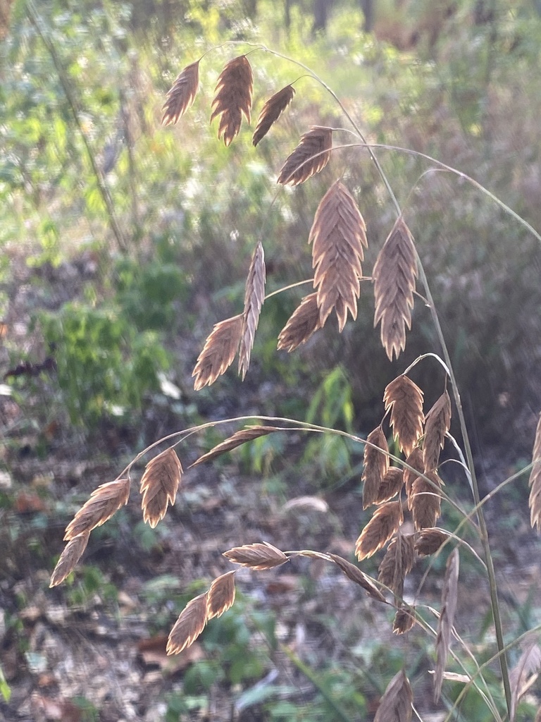 inland wood oats from David Fort Rd, Argyle, TX, US on October 07, 2022 ...