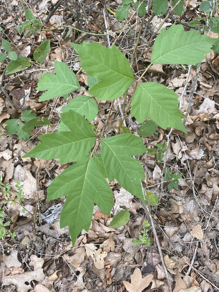 eastern poison ivy from N Bowman Springs Rd, Arlington, TX, US on ...
