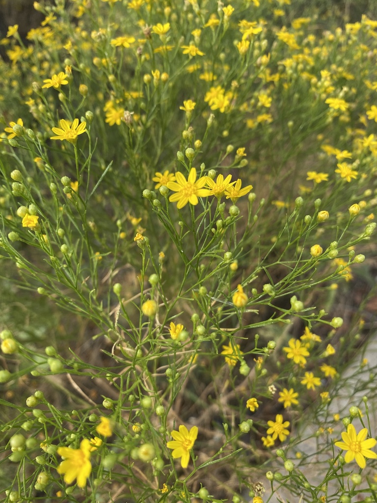 prairie broomweed from N Bowman Springs Rd, Arlington, TX, US on ...