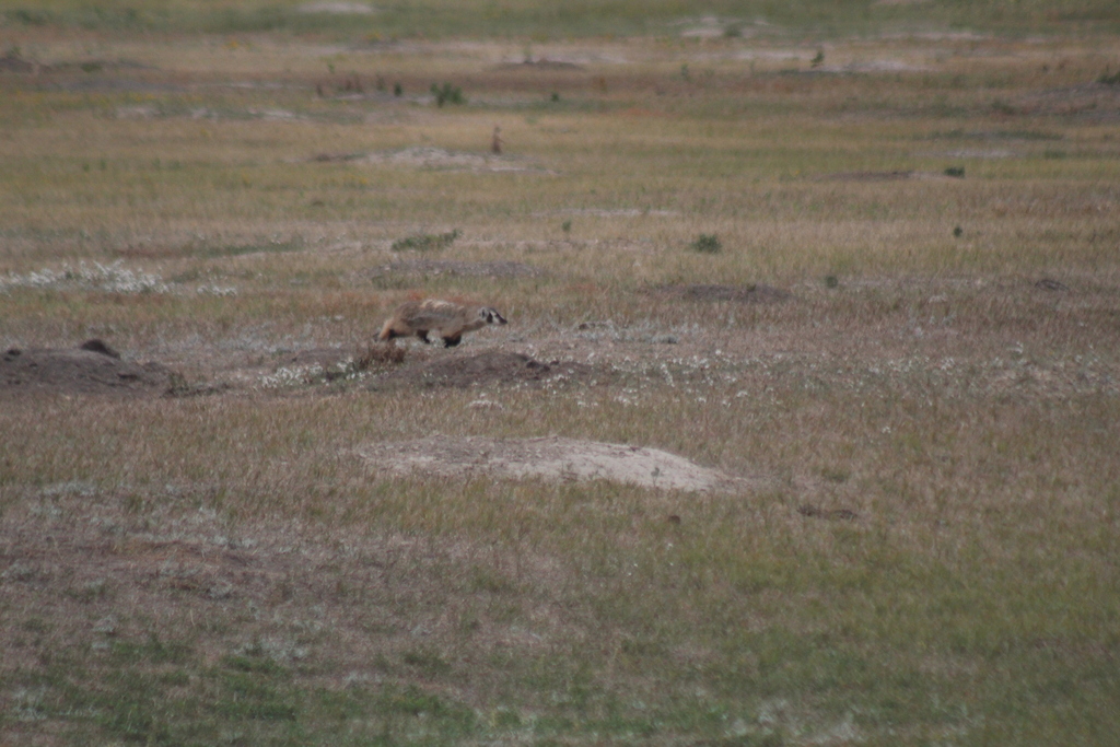 American Badger from Pennington County, SD, USA on September 22, 2022 ...