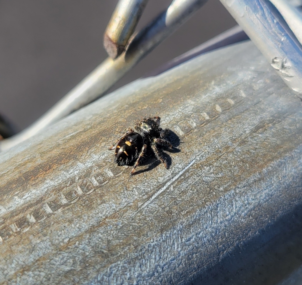Bold Jumping Spider from Lake Pocotopaug, East Hampton, CT 06424, USA ...