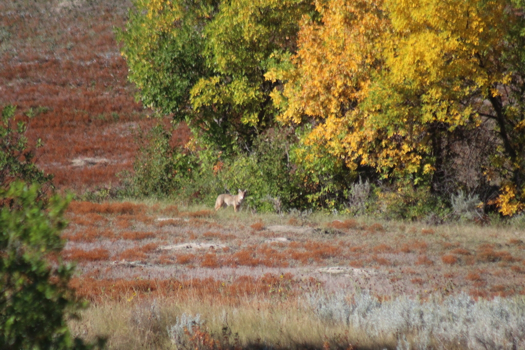 Coyote from Billings County, ND, USA on September 21, 2022 at 08:49 AM ...