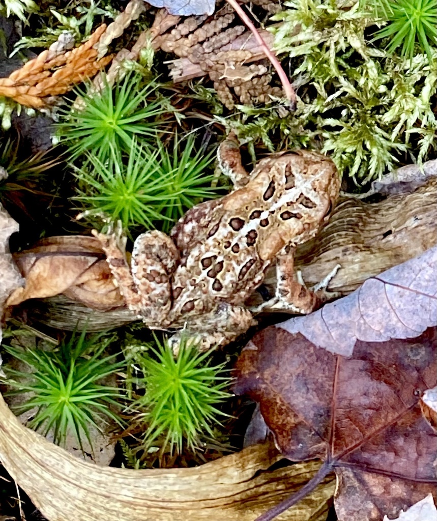 American Toad in October 2022 by nleav · iNaturalist