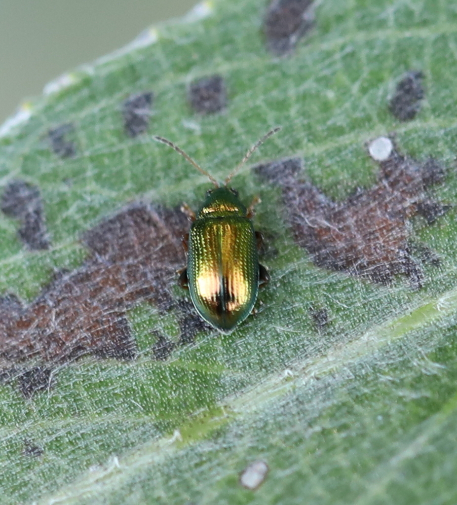 Crepidodera aurea from Gonfreville-l'Orcher, France on October 7, 2022 ...