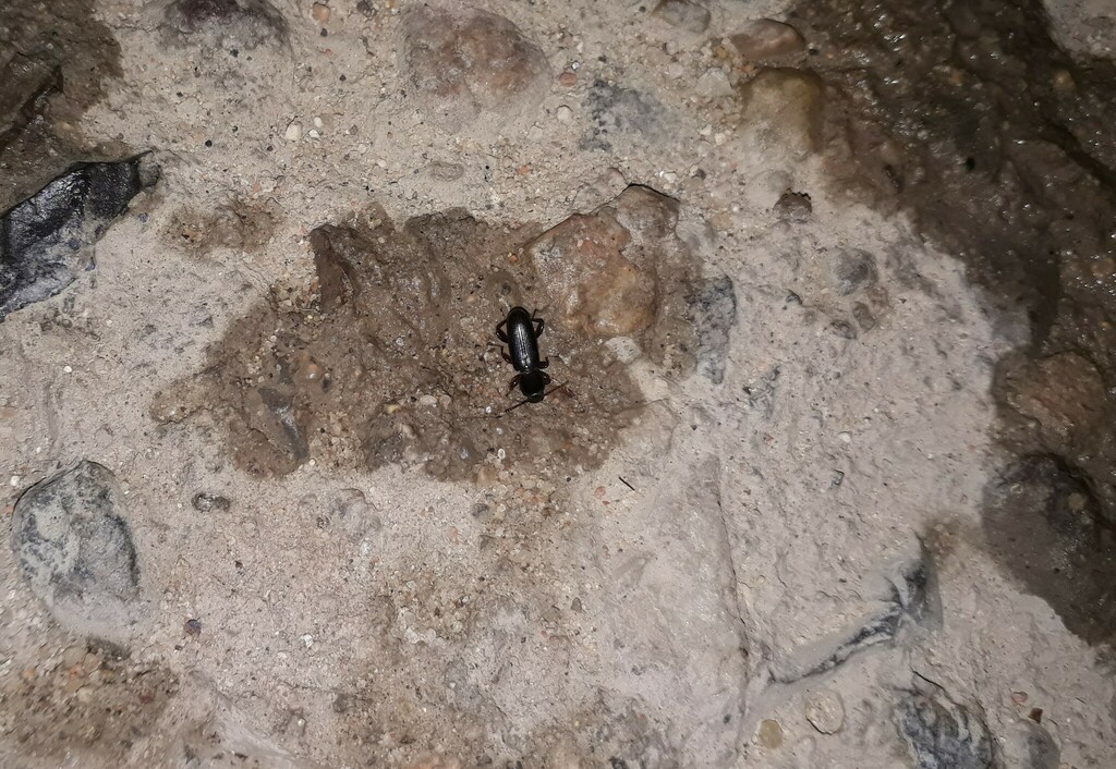 Darkling Beetles from Al Qibla, Basrah, Iraq on September 5, 2022 by ...