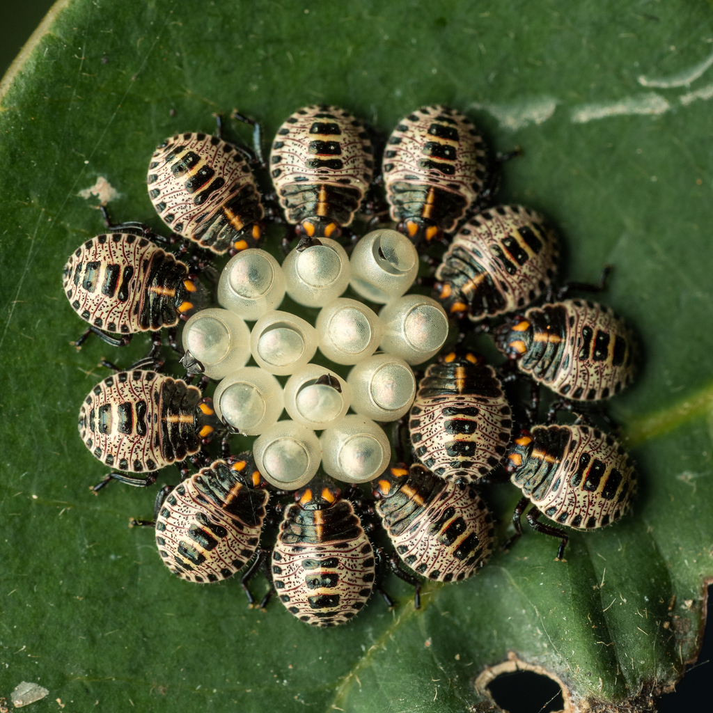Stink Bugs from Mahabo, Madagascar on September 3, 2022 at 04:09 PM by ...