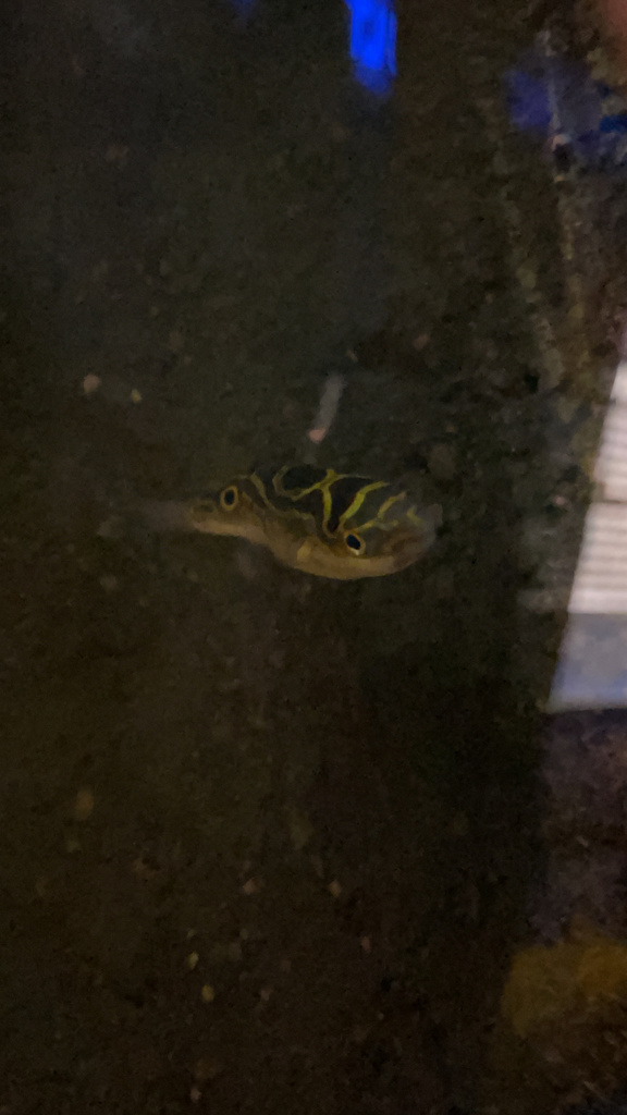 Eyespot Puffer from The Deep, Kingston upon Hull, England, GB on ...