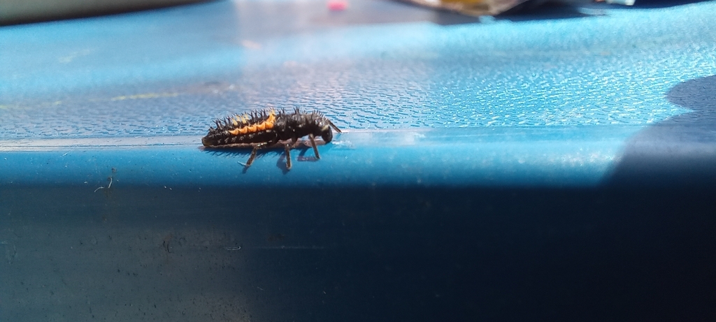 Greater Lady Beetles from Núñez, CABA, Argentina on October 07, 2022 at ...