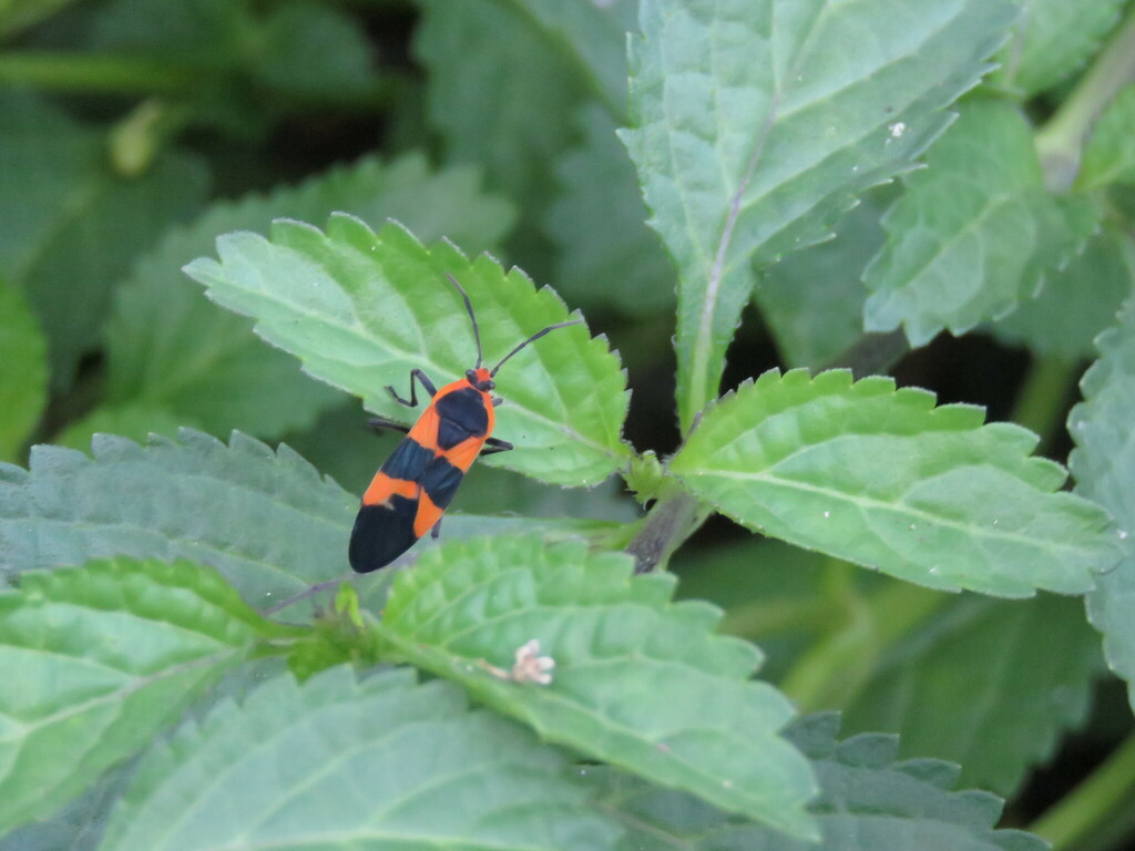 Large Milkweed Bug from Province de Sancti Spíritus, Cuba on December ...