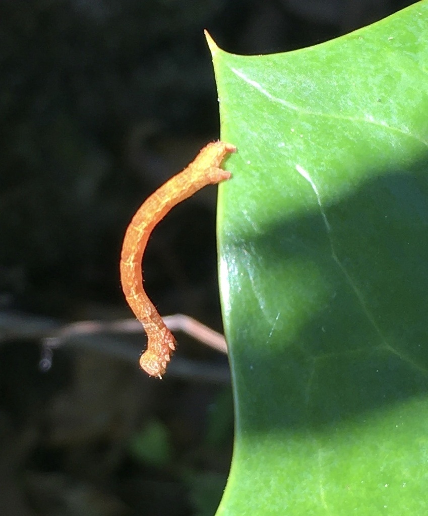 Geometer Moths from Whiteholm Dr, Upper Marlboro, MD, US on October 07 ...