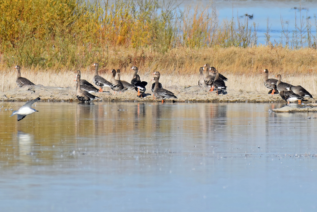 Greater White-fronted Goose from Douglas Provincial Park, SK, Canada on ...