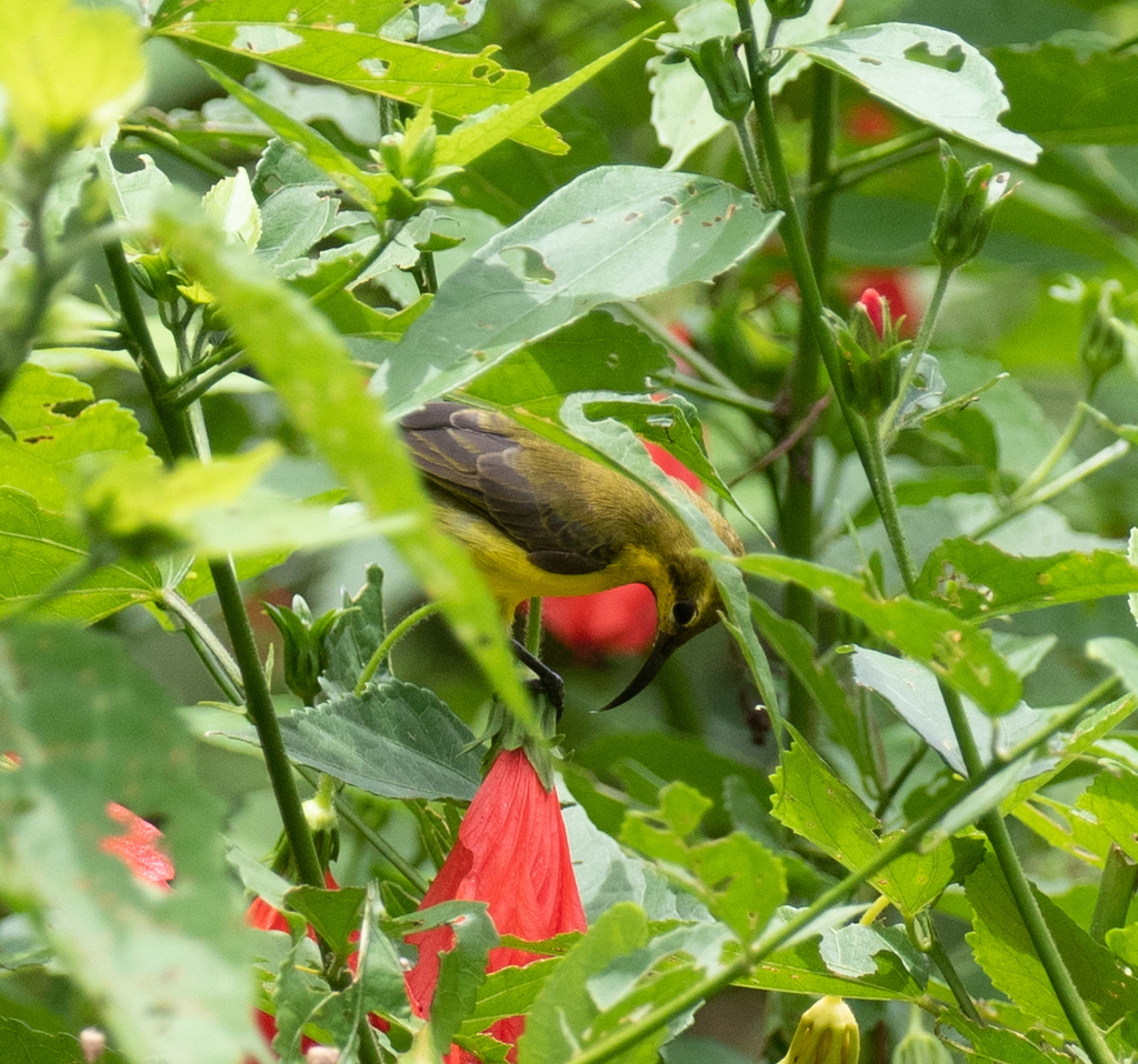 Garden Sunbird from Sibulan, Negros Oriental, Philippines on September ...